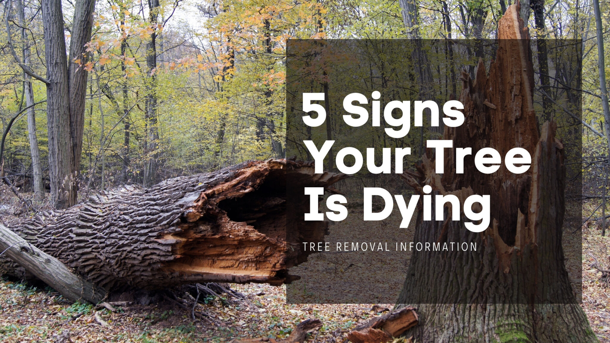 5 Signs That Your Tree Is Dying | Timber Wood Tree Service