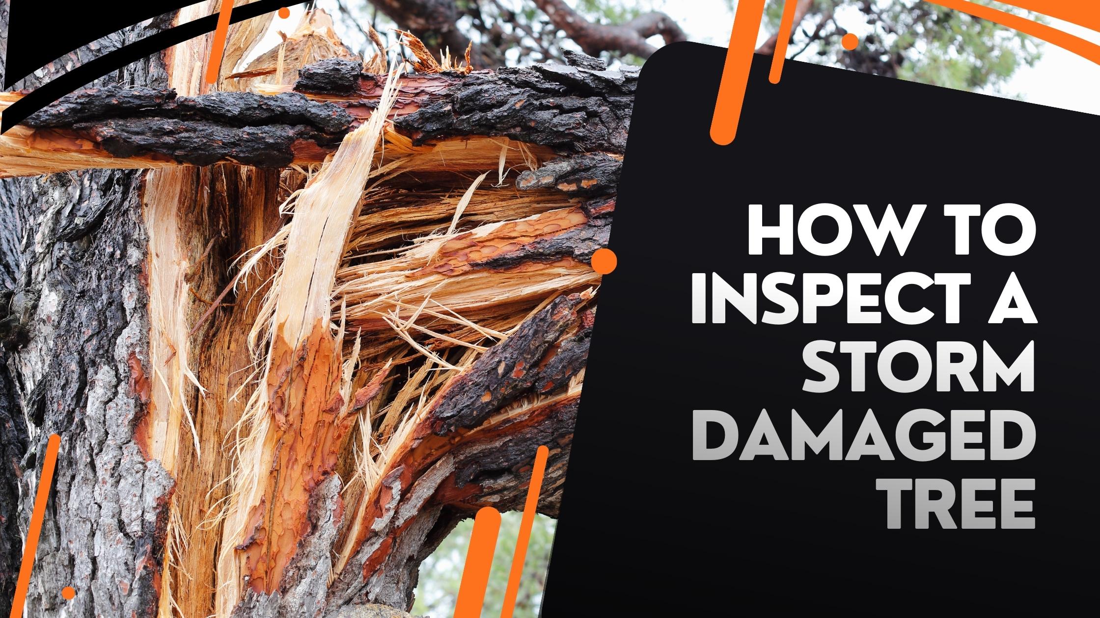 How To Inspect A Storm Damage Tree | Timber Wood Tree Service